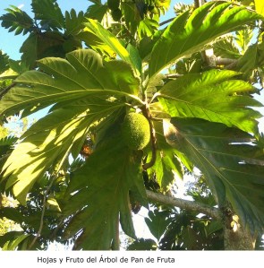 Árbol de Pan de Fruta – Arboles y Flores en República Dominicana