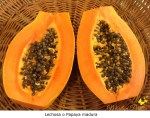 Lechosa o Papaya – Arboles y Flores en República Dominicana