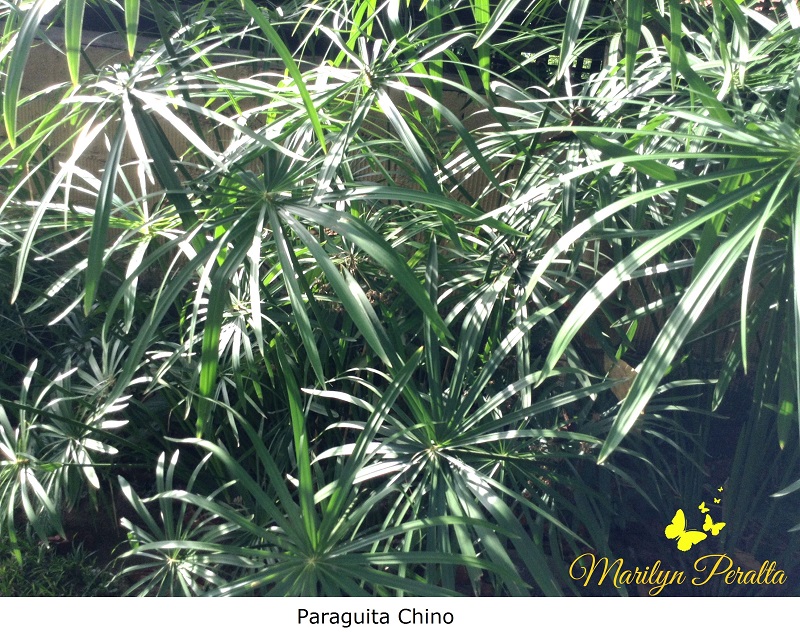 Paragüita Chino – Arboles y Flores en República Dominicana