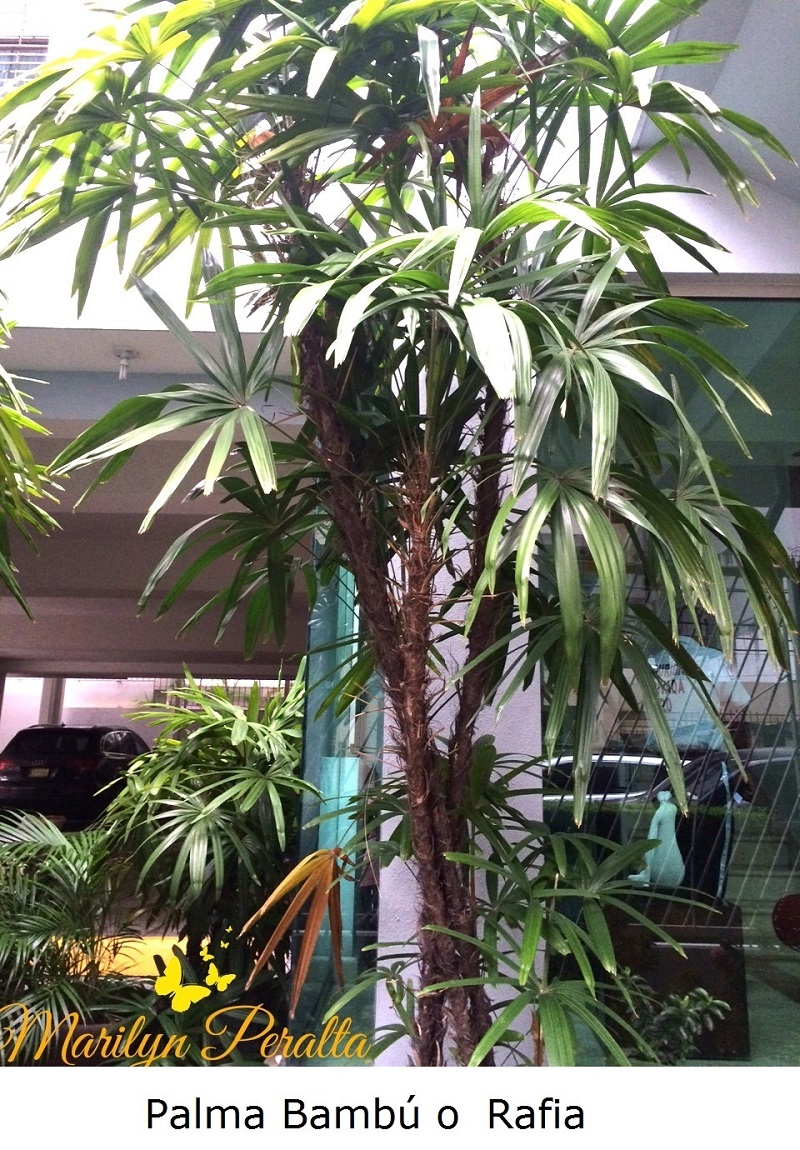 Palma Bambú o Rafia – Arboles y Flores en República Dominicana