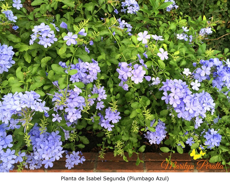 Isabel Segunda o Plumbago Azul – Arboles y Flores en República Dominicana