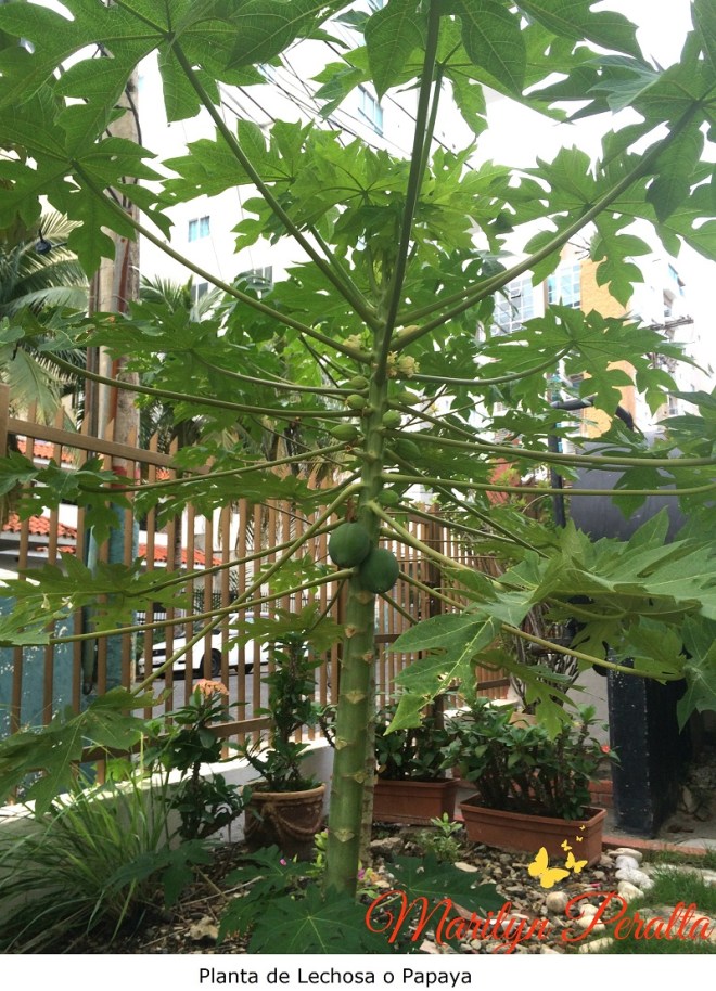 Lechosa o Papaya – Arboles y Flores en República Dominicana