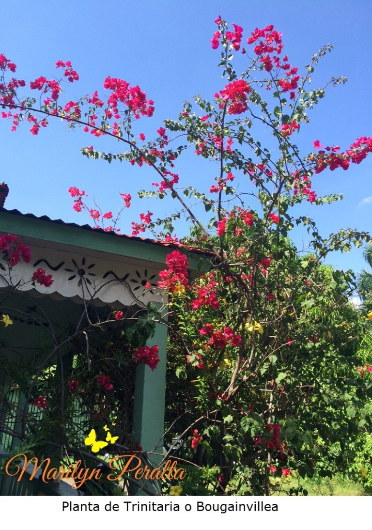 Trinitaria o Bougainvillea – Arboles y Flores en República Dominicana
