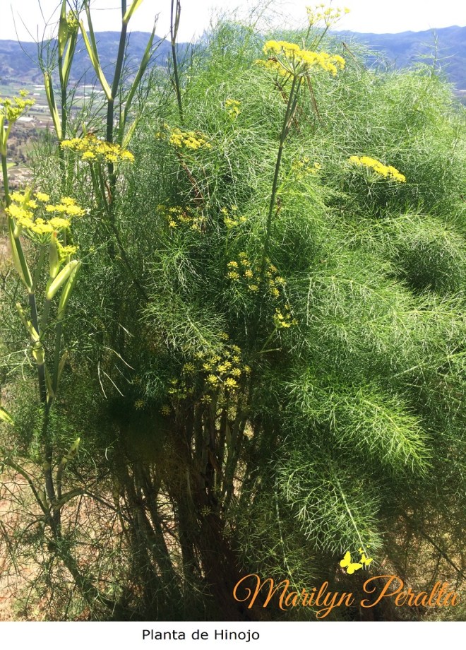 Hinojo – Arboles y Flores en República Dominicana