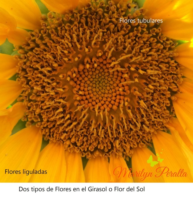 Girasol o Flor del Sol – Arboles y Flores en República Dominicana