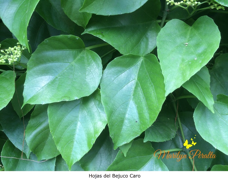 Bejuco Caro o Bejuco Pega Palo – Arboles y Flores en República Dominicana