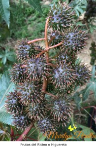 Ricino o Higuereta – Arboles y Flores en República Dominicana