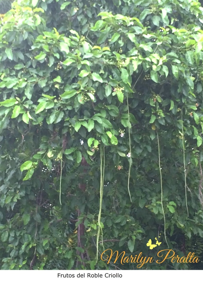 frutos-del-roble-criollo – Arboles y Flores en República Dominicana