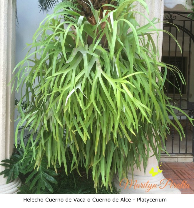 Helecho Cuerno de Vaca – Arboles y Flores en República Dominicana