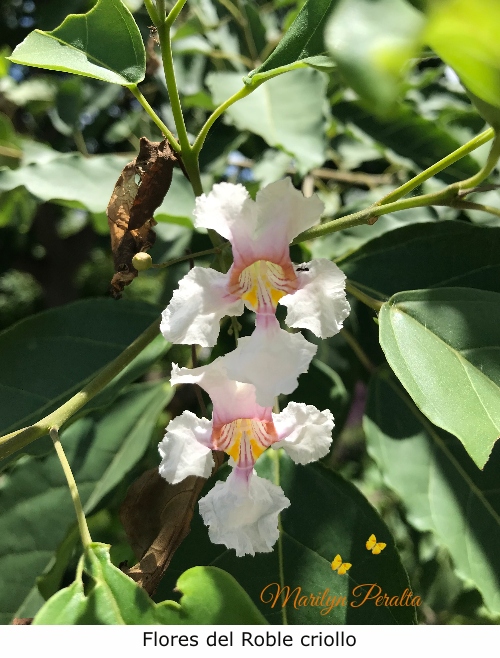 Árbol de Roble Criollo – Arboles y Flores en República Dominicana