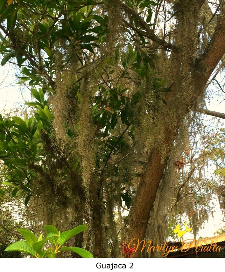 Guajaca – Arboles y Flores en República Dominicana