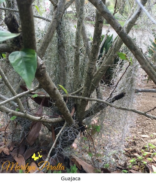Guajaca – Arboles y Flores en República Dominicana