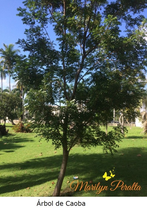 Árbol de Caoba – Arboles y Flores en República Dominicana