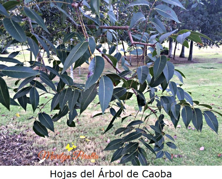 Árbol de Caoba – Arboles y Flores en República Dominicana