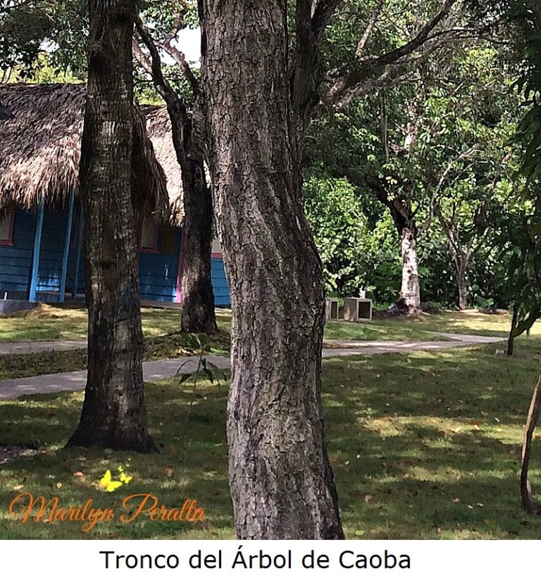 Árbol de Caoba – Arboles y Flores en República Dominicana
