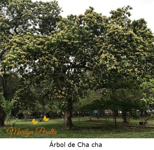 Árbol de Chacha – Arboles y Flores en República Dominicana
