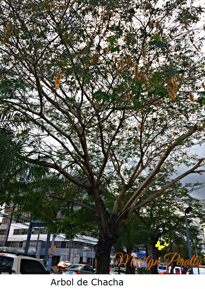 arbol-de-chacha – Arboles y Flores en República Dominicana