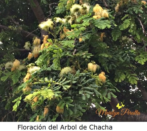 Árbol de Chacha – Arboles y Flores en República Dominicana