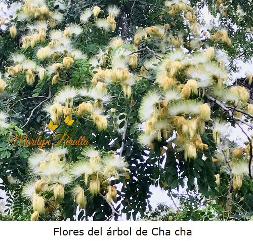 Árbol de Chacha – Arboles y Flores en República Dominicana