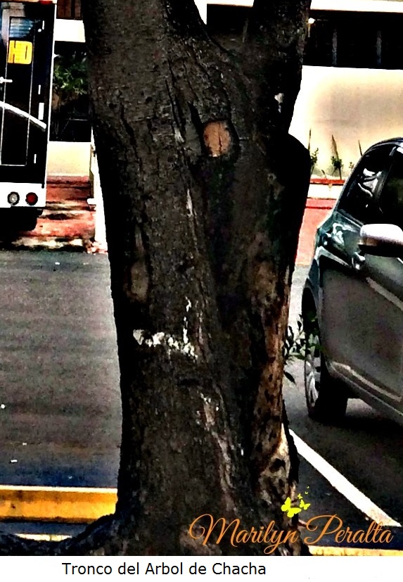 Árbol de Chacha – Arboles y Flores en República Dominicana
