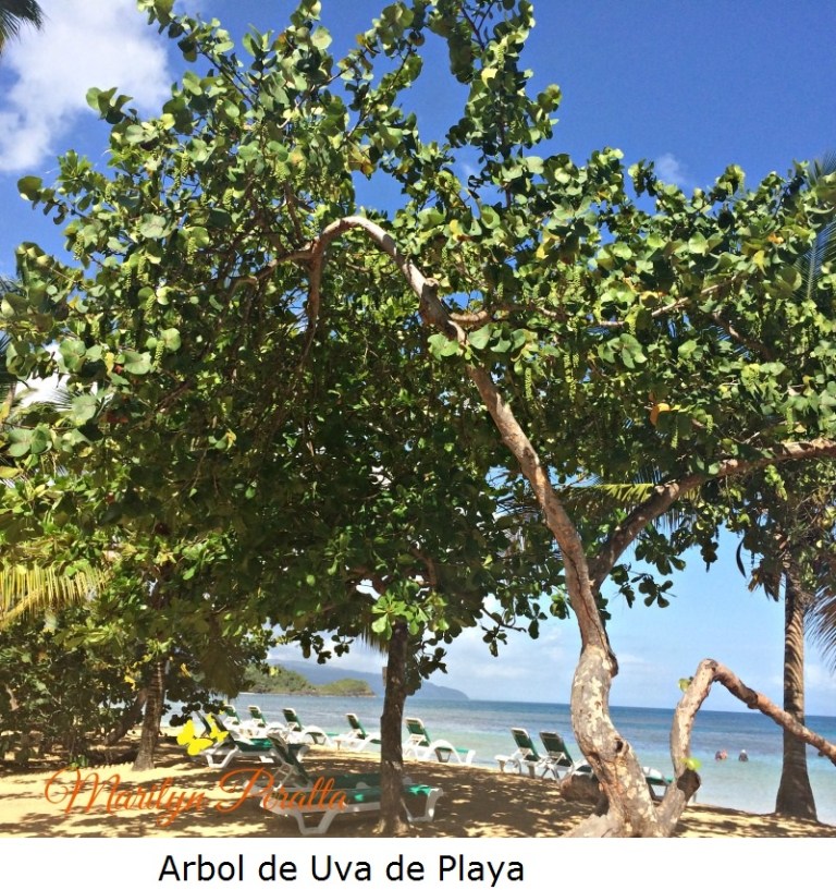 Uva de Playa – Arboles y Flores en República Dominicana