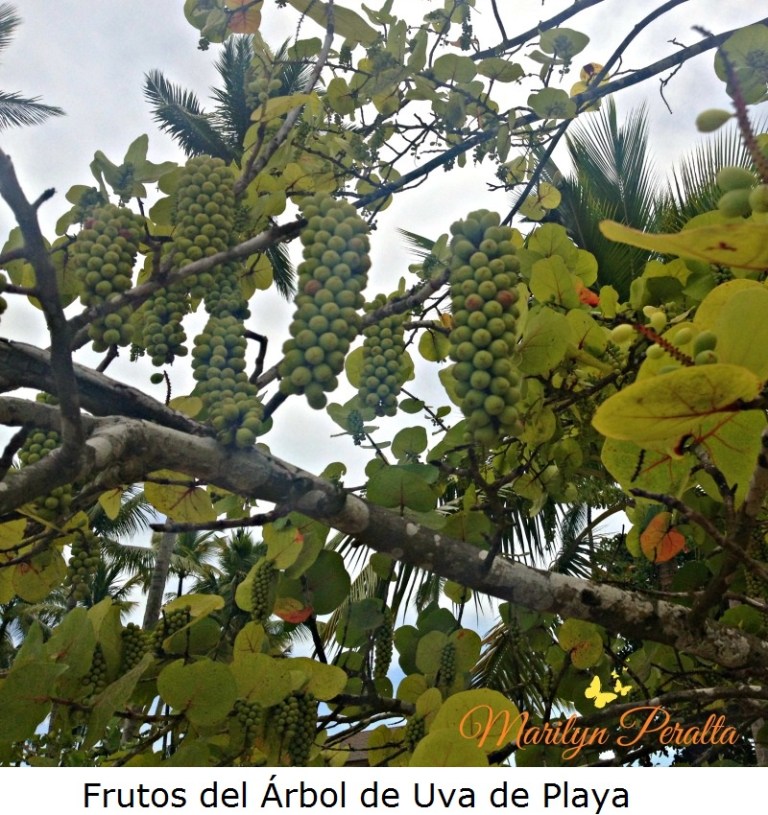 Uva de Playa – Arboles y Flores en República Dominicana