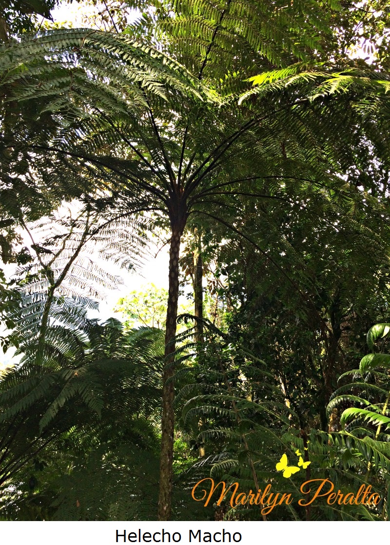 Helecho Macho – Arboles y Flores en República Dominicana
