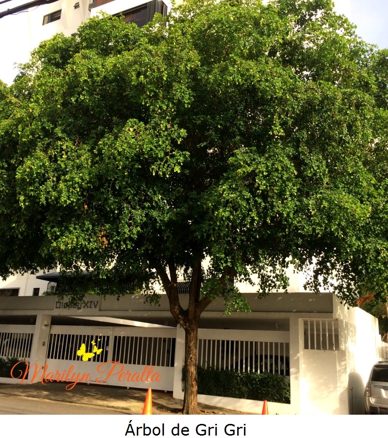 Árbol de Gri Gri – Arboles y Flores en República Dominicana