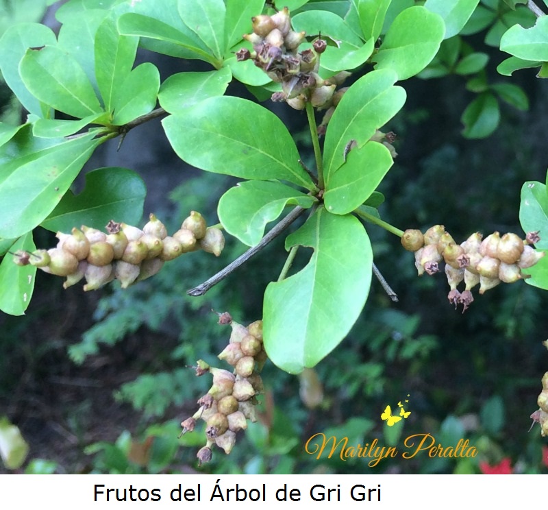 Árbol de Gri Gri – Arboles y Flores en República Dominicana