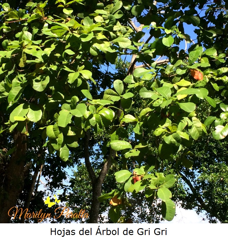 Árbol de Gri Gri – Arboles y Flores en República Dominicana