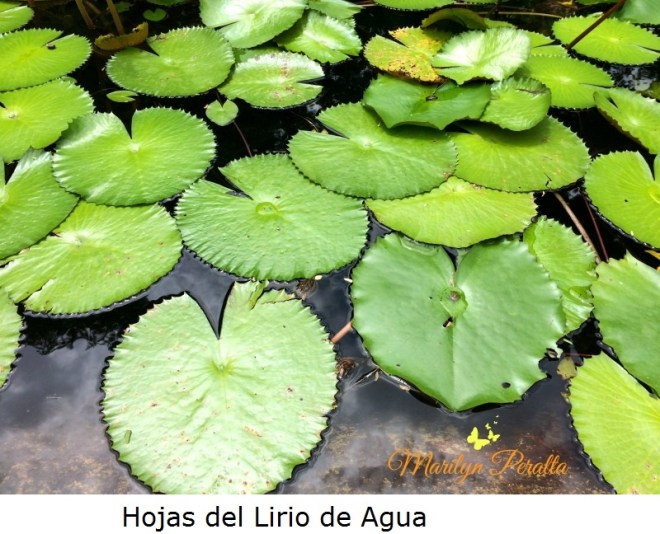 Hojas del Lirio de Agua – Arboles y Flores en República Dominicana