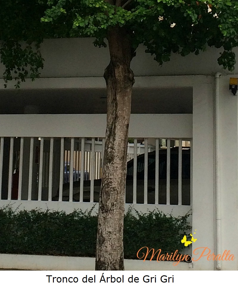 Árbol de Gri Gri – Arboles y Flores en República Dominicana