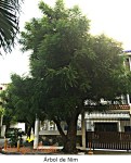 Árbol de Nim – Arboles y Flores en República Dominicana