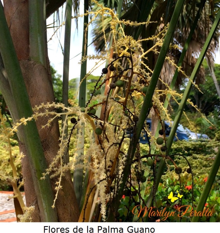 Palmas – Arboles y Flores en República Dominicana