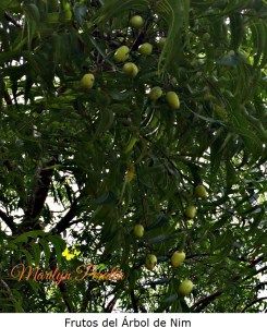 Árbol de Nim – Arboles y Flores en República Dominicana