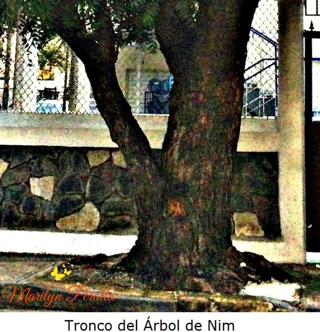 Árbol de Nim – Arboles y Flores en República Dominicana