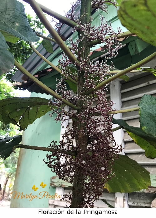 Nativas República Dominicana – Arboles y Flores en República Dominicana