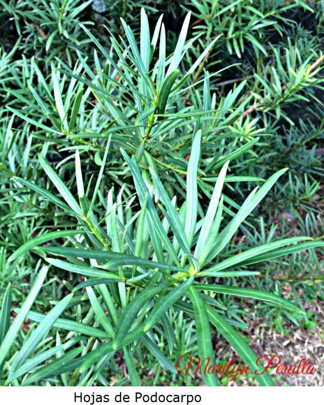 Podocarpo – Arboles y Flores en República Dominicana