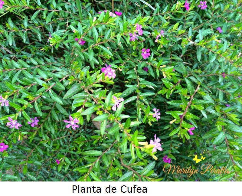 Cufia o Cufea – Arboles y Flores en República Dominicana