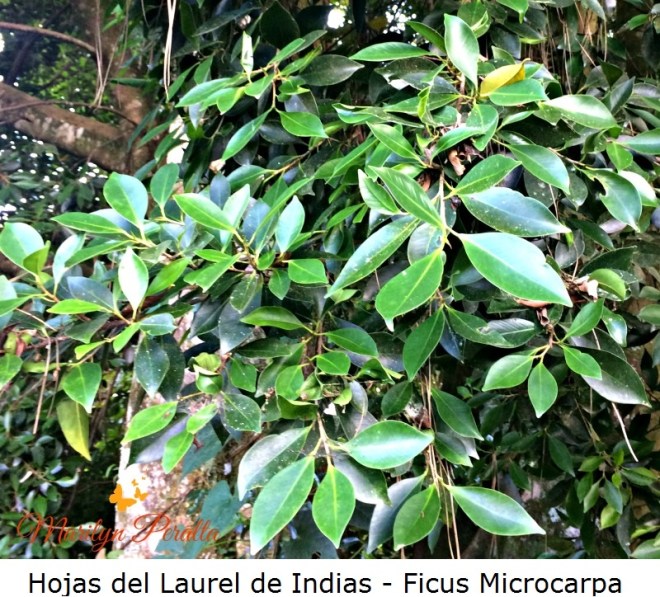 Laurel de Indias – Arboles y Flores en República Dominicana