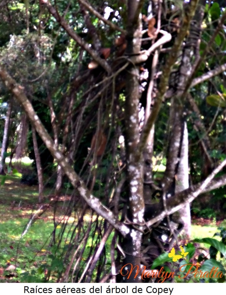 Copey – Arboles y Flores en República Dominicana