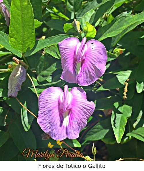 Totico o Gallito – Arboles y Flores en República Dominicana