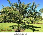 Árbol de Cajuil – Arboles y Flores en República Dominicana