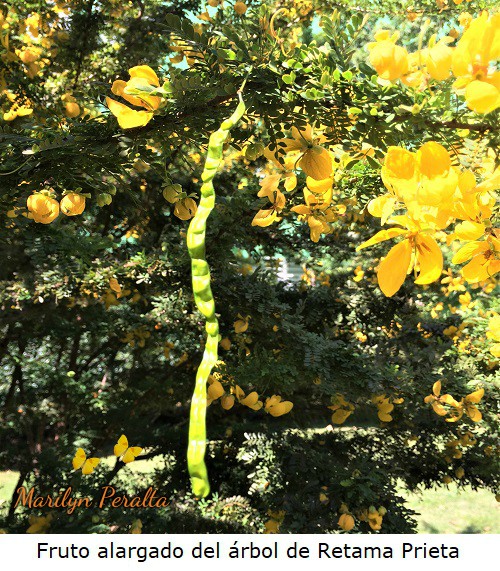 Retama Prieta – Arboles y Flores en República Dominicana