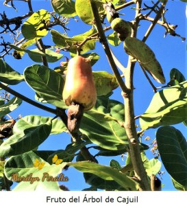 Frutas que se cultivan en República Dominicana – 1 – – Arboles y Flores ...