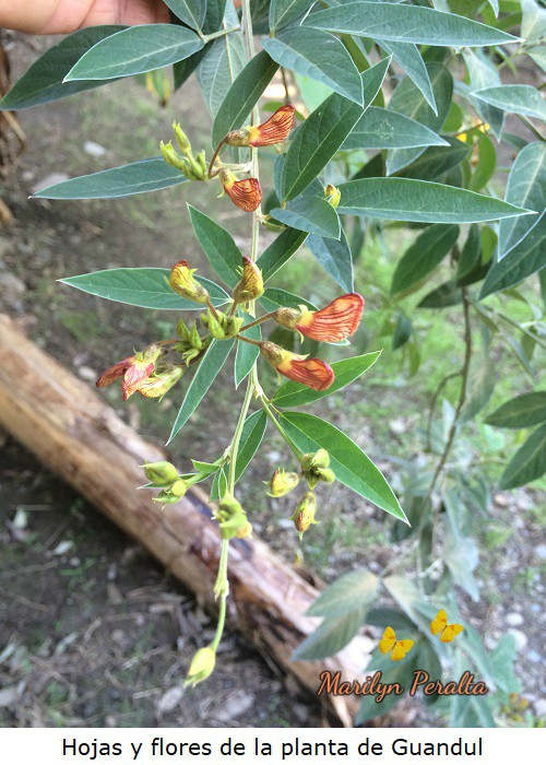 Guandul – Arboles y Flores en República Dominicana