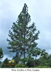 Pino Criollo – Arboles y Flores en República Dominicana