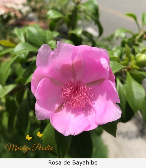 Rosa de Bayahibe – Arboles y Flores en República Dominicana