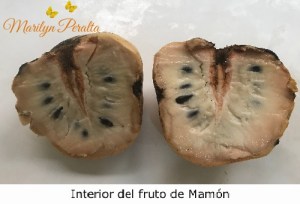 Árbol de Mamón – Arboles y Flores en República Dominicana