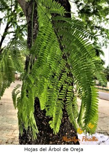 Árbol de Oreja – Arboles y Flores en República Dominicana